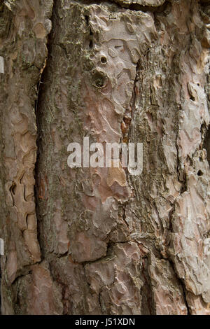 The natural bumpy texture of a tree's bark fills the frame of this ...
