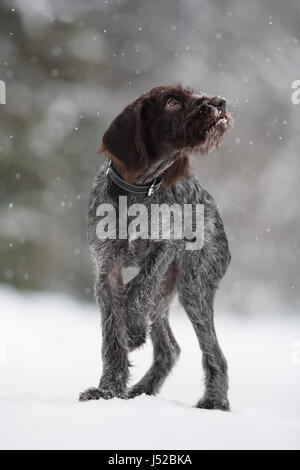 hunting dog sitting in the snow on winter blurred background Stock ...