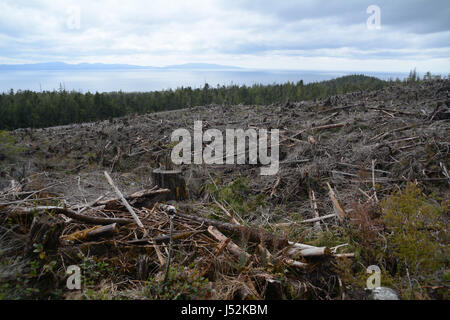 A clear-cut logging block and deforestation slash on a mountainside ...