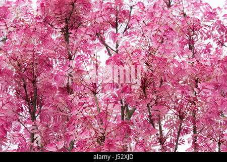 Pink Toon Tree, Cedrela Sinensis, Lake Rotorua. New leaves are pink in ...