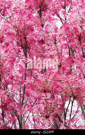 Pink Toon Tree, Cedrela Sinensis, Lake Rotorua. New leaves are pink in ...