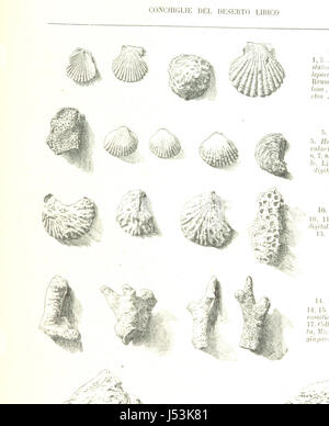 'All'Oasi di Giove Ammone' is an Italian travelogue featuring 164 ...