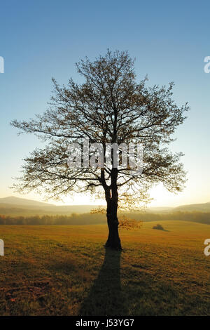 Spring landscape with tree and sun Stock Photo - Alamy