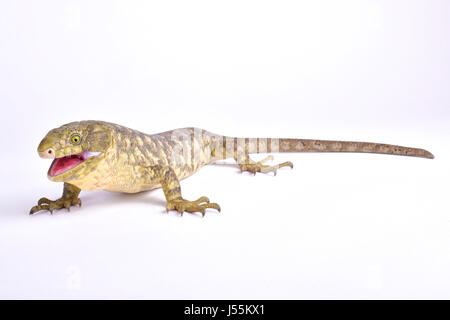 Solomon Islands skink (Corucia zebrata), a.k.a. prehensile-tailed skink ...