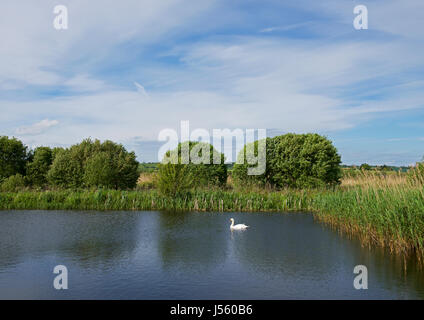 RSPB nature reserve, Greylake, Somerset, England, UK Stock Photo - Alamy