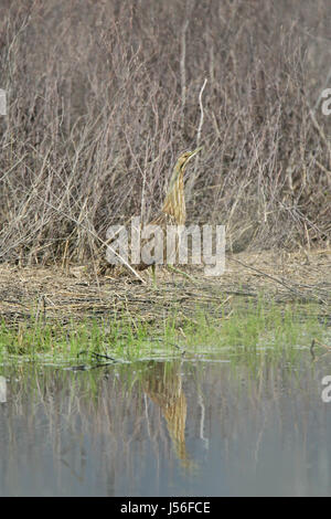 American bittern Botaurus lentiginosus at edge of waterside vegetation ...