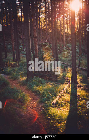 Sunset light breaks through forest tree branches. Sun rays create fog ...