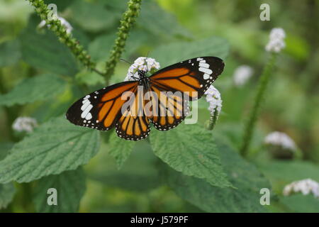 A common Butterfly of Assam Stock Photo - Alamy