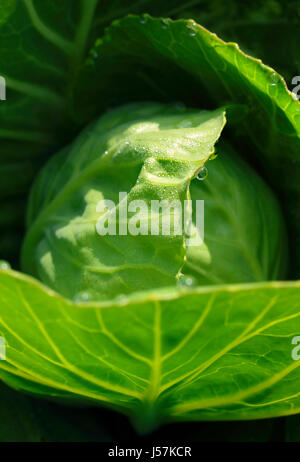 Close-up view of fresh plant in pot and colorful Easter eggs Stock ...