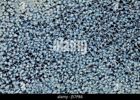 Microscopic view of a potato starch in potato tuber cells. Iodine stain ...