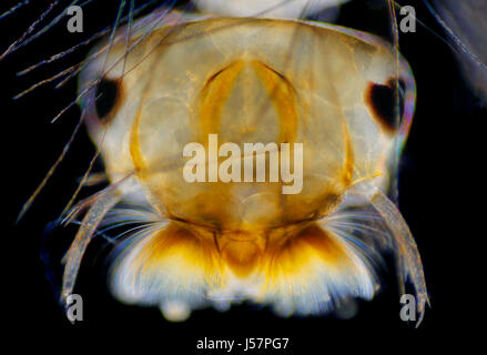 Microscopic view of Mosquito (Aedes) larva. Brightfield illumination ...