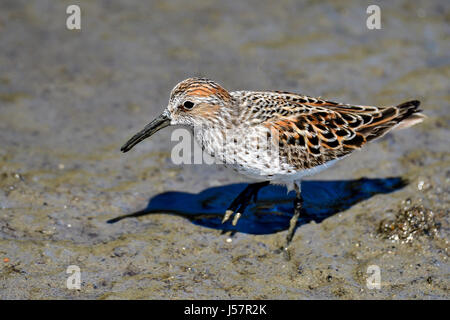 Western sandpiper (Calidris mauri), small shorebird. Flock of grey ...