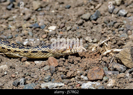 San Diego gopher snake, Pituophis catenifer annectens, native to ...
