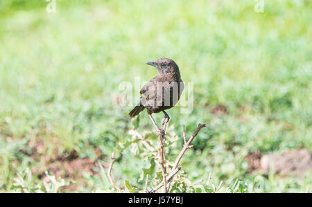 Northen Anteater-Chat (Myrmecocichla aethiops) In Wet Grassy & Rocky ...