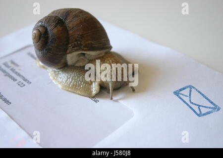 snug snail escargots edible snail letter mail slow speed velocity ...
