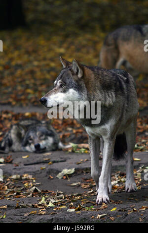 wolf pack wild hoot hooting howling howl wolf wolves pack tense ...
