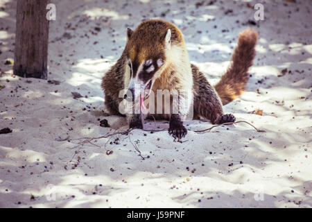 Photograph of a Mexican mayan Coati animal Stock Photo - Alamy