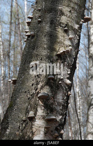 Mushrooms on an old tree trunk Bad Hofgastein Schlossalm Salzburg ...