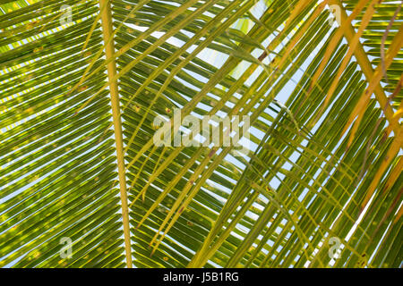 palm leaf lines, patterns Stock Photo - Alamy