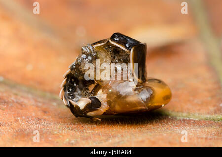 Firefly is eating a snail Stock Photo - Alamy