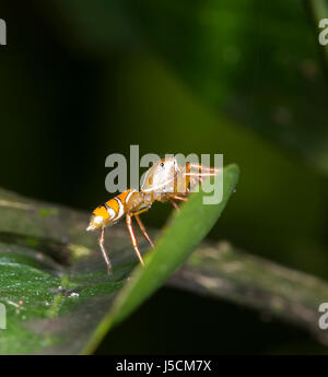 Jumping Spider (Cosmophasis bitaeniata), Salticid, Salticidae, Far ...