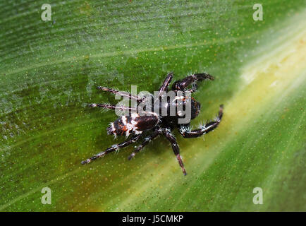 Ludicra Jumping Spider (Sandalodes superbus, formerly Bavia ludicra ...
