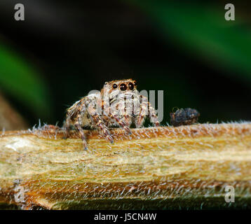 Closeup shot of Jumping spider with big eyes standing on a green plant ...