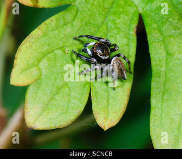 A close up shot of a male Maratus pardus "peacock jumping spider Stock ...