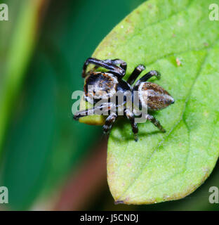 A close up shot of a male Maratus pardus "peacock jumping spider Stock ...
