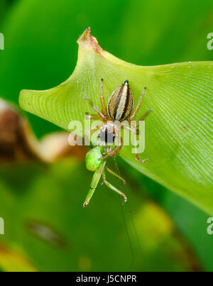 Adult Female Jumping Spider (Maratus scutulatus, also called Hypoblemum ...