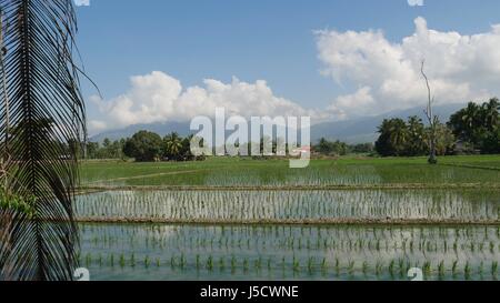 Rice fields, Davao Oriental, Philippines Stock Photo - Alamy
