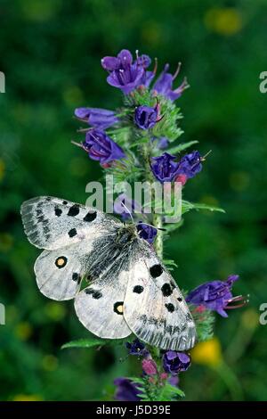 protected sheltered butterfly butterflies parnassius apollo apollo ...