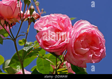 Rosa 'Harlequin'. Climbing rose 'Harlequin' in an English garden Stock ...