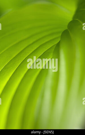 Close-up shot of a leaf showing Autumn colours, studio shot backlit so ...
