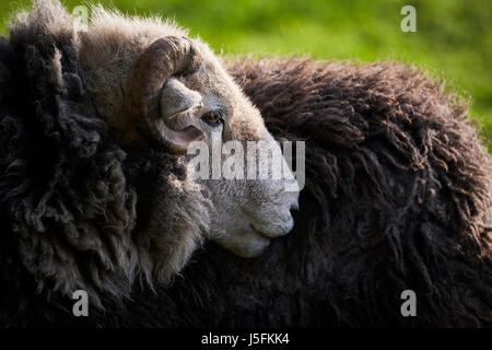 Herdwick Ram - horned head Stock Photo - Alamy