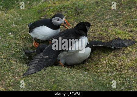 Two puffins fighting with another watching the action on the Scottish ...