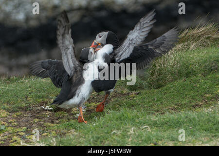 Two puffins fighting one another on the Scottish island of Lunga, April ...