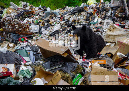 Black bear at a garbage dump Stock Photo - Alamy