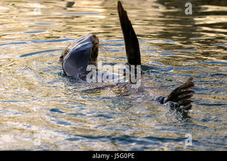 mammal, animals, seal, crawl, animal, mammal, animals, water, north sea ...