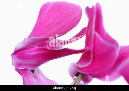 Close-up abstract of two pink roses (Rosa variety) growing in a garden ...