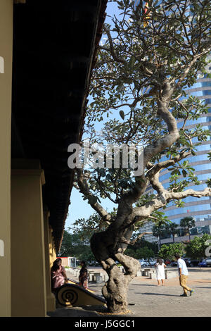 Fort Colombo Sri Lanka Frangipani Tree outside Dutch Hospital Shopping ...