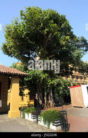 Sri Lanka: A Banyan tree in Kalutara bedecked with epiphytic lianas ...