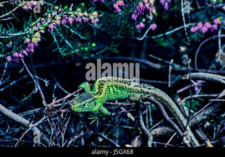 reptile lizard armored saurian armour reptiles crawler lacerta lezard ...