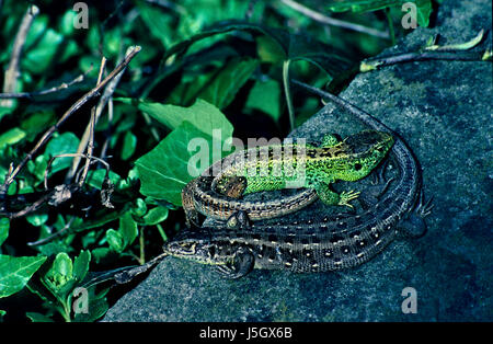 reptile lizard armored saurian armour reptiles crawler lacerta lezard ...