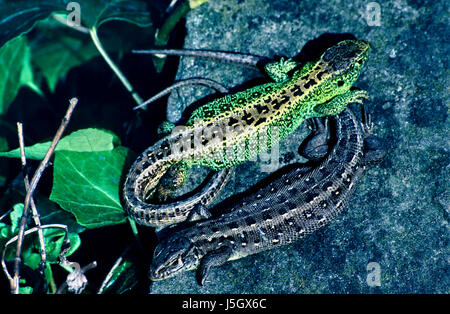 reptile lizard armored saurian armour reptiles crawler lacerta lezard ...