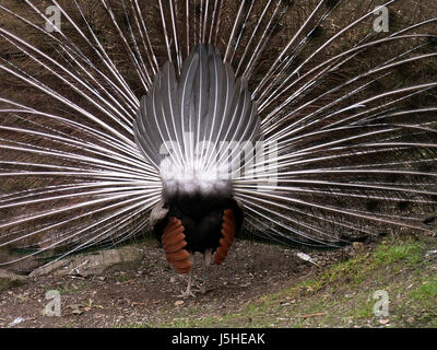 wheel, bird, birds, feathers, rear view, peacock, nature, wheel, bird ...