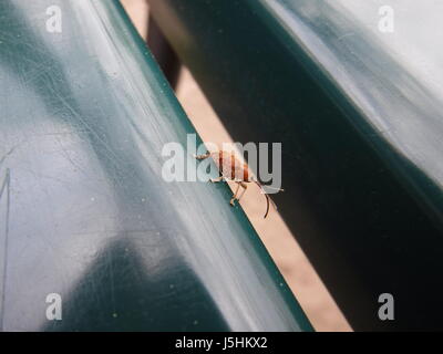 Orange weevil on park bench Stock Photo - Alamy