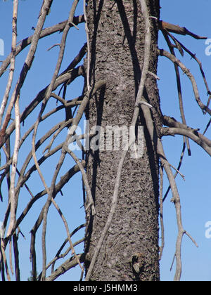 death die tree fir skeleton landscape format waldsterben air pollution ...