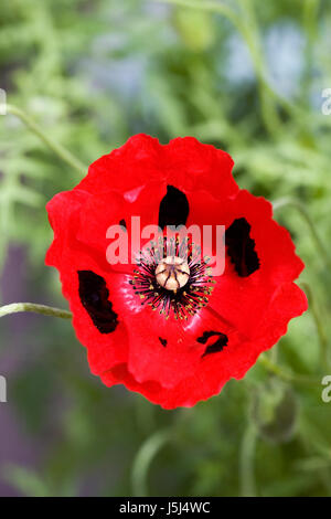 LADYBIRD POPPIES Papaver commutatum ‘Ladybird’ IN A GARDEN EARLY SUMMER ...