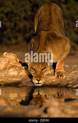 Lioness (Panthera leo) at Cubitje Quap waterhole, Kgalagadi ...